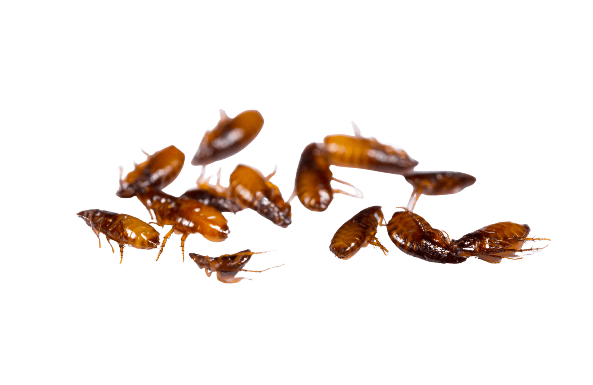 Fleas - Buddy Pest Control